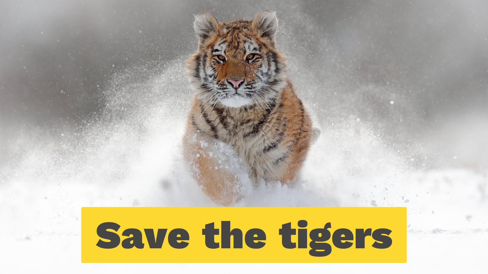 Save The Tigers Slogan